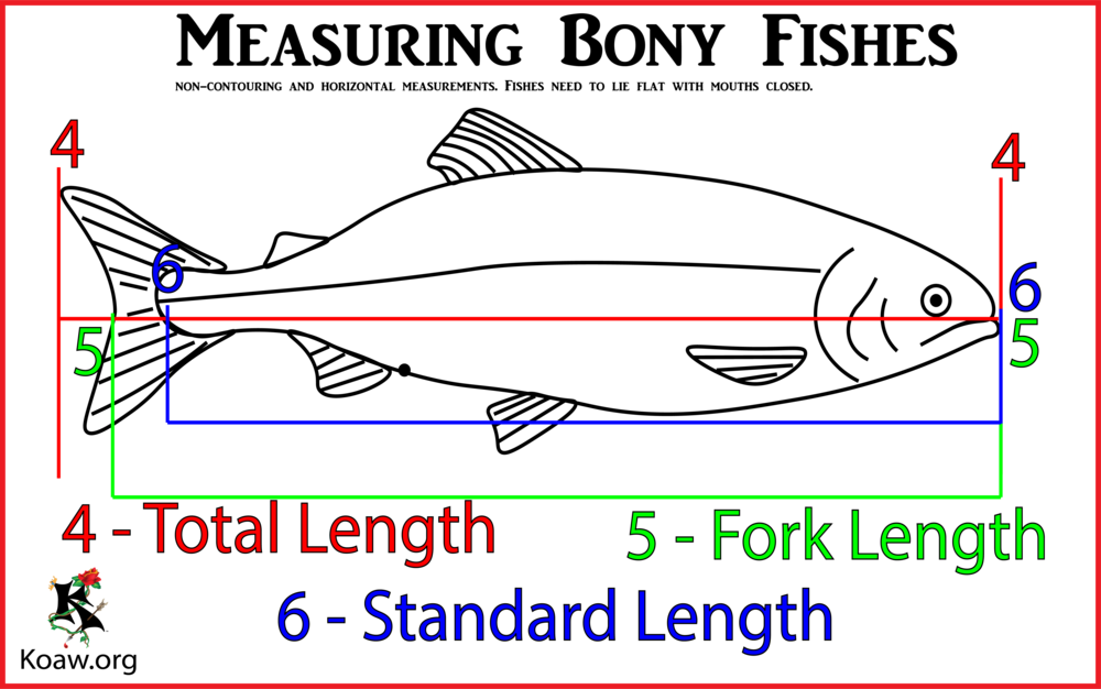 Measuring Bony Fishes Tfs - Bony Fish Standard Length (1000x626), Png ...