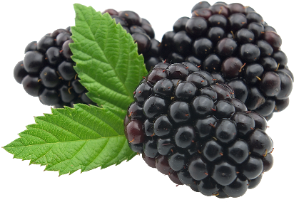 Blackberry Png - Blackberry Fruit Transparent (500x362), Png Download