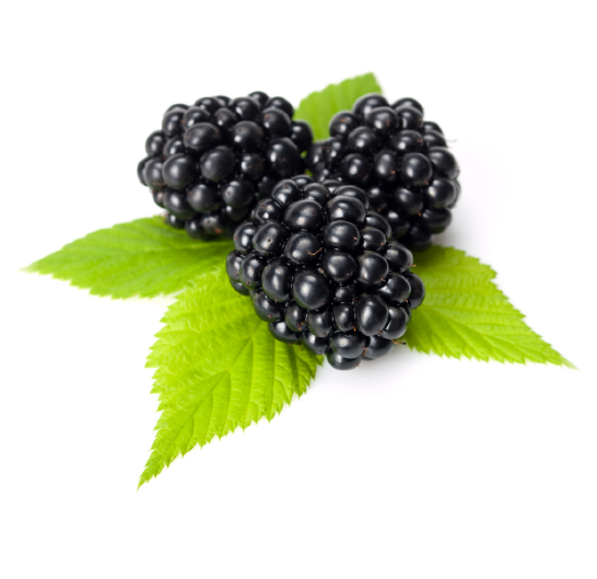 Download Blackberry - One Berry | Transparent PNG Download | SeekPNG
