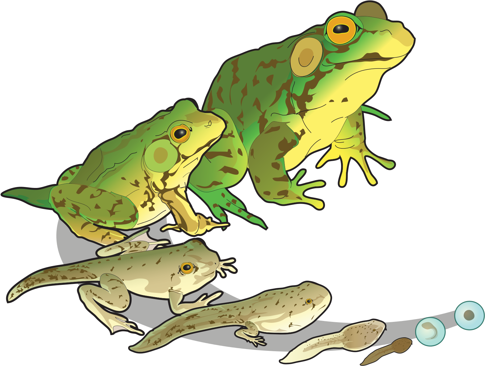 Collection Of Free Frog Drawing Biology Download On - Characteristics ...