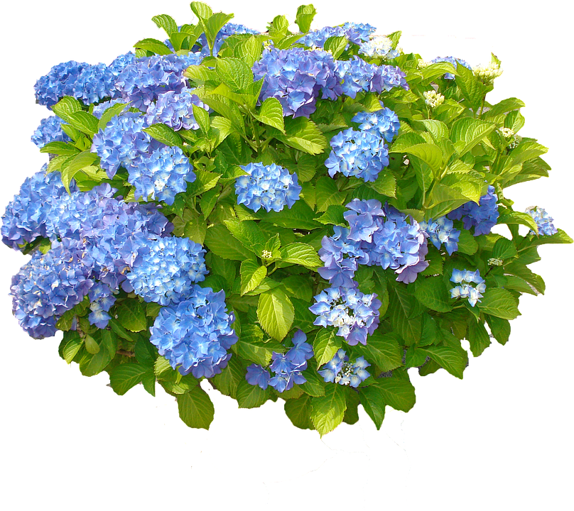 Download Hydrangea Bush Png - Hydrangea Bush White Background ...