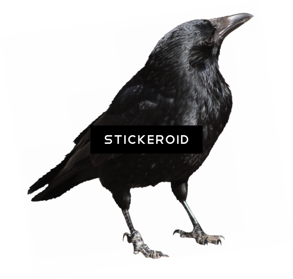 Crow - Portable Network Graphics (940x894), Png Download