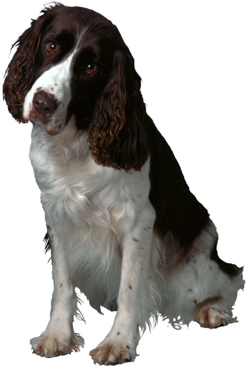 Dog Png, Download Png Image With Transparent Background, - Springer ...