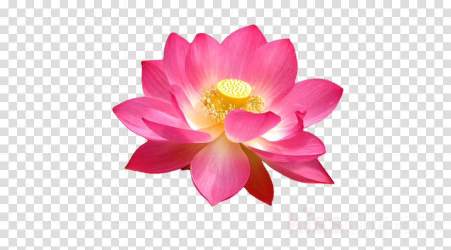 Download Lotus Top View Png Clipart Sacred Lotus Yellow Lotus - Lotus ...