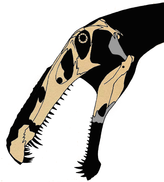 Irritator Skull (525x584), Png Download