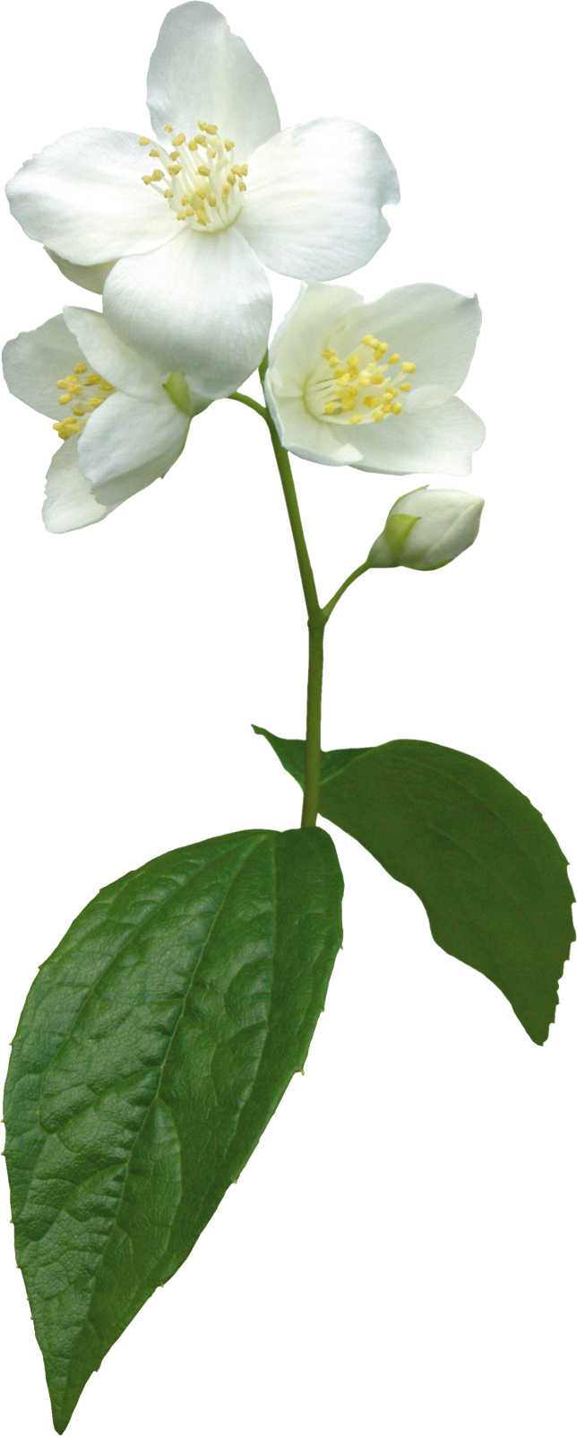Download Pin By M - Jasmine Plant Plant Png | Transparent PNG Download ...