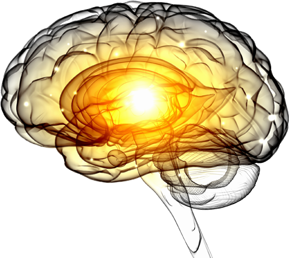 Brain - Brain White Background (600x554), Png Download