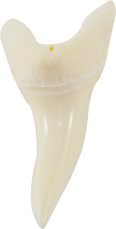 Shark Tooth (733x1100), Png Download