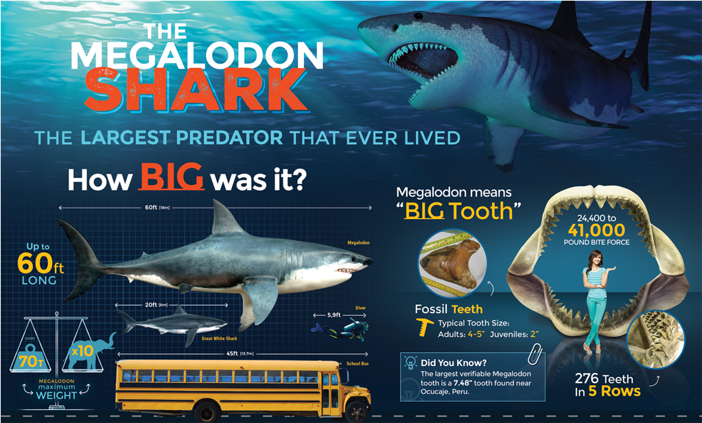 Megalodon Infographic (1200x615), Png Download
