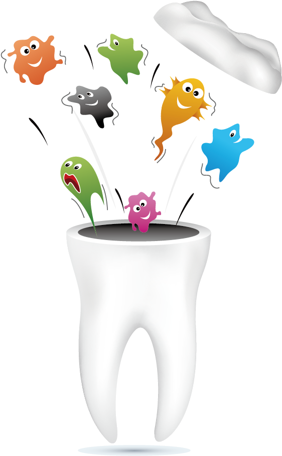 Download Single Teeth Png Photo - Tulip | Transparent PNG Download ...