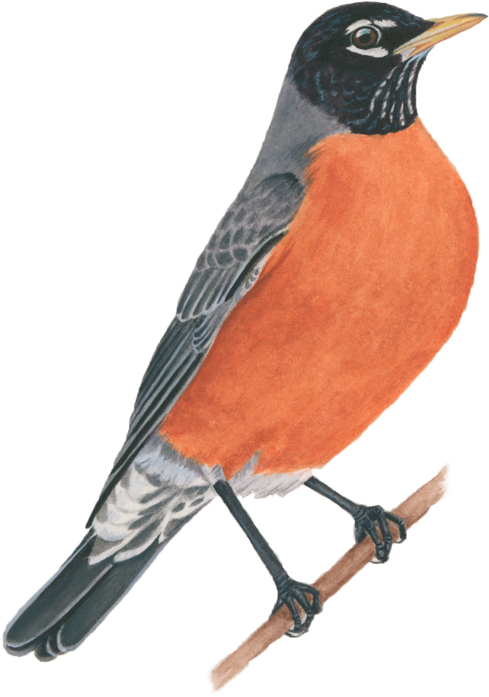 Download Robin Bird Png | Transparent PNG Download | SeekPNG