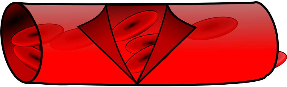 Download Anatomy Blood Vessel Red Blood Vessel Biol - Vasos Sanguineos ...