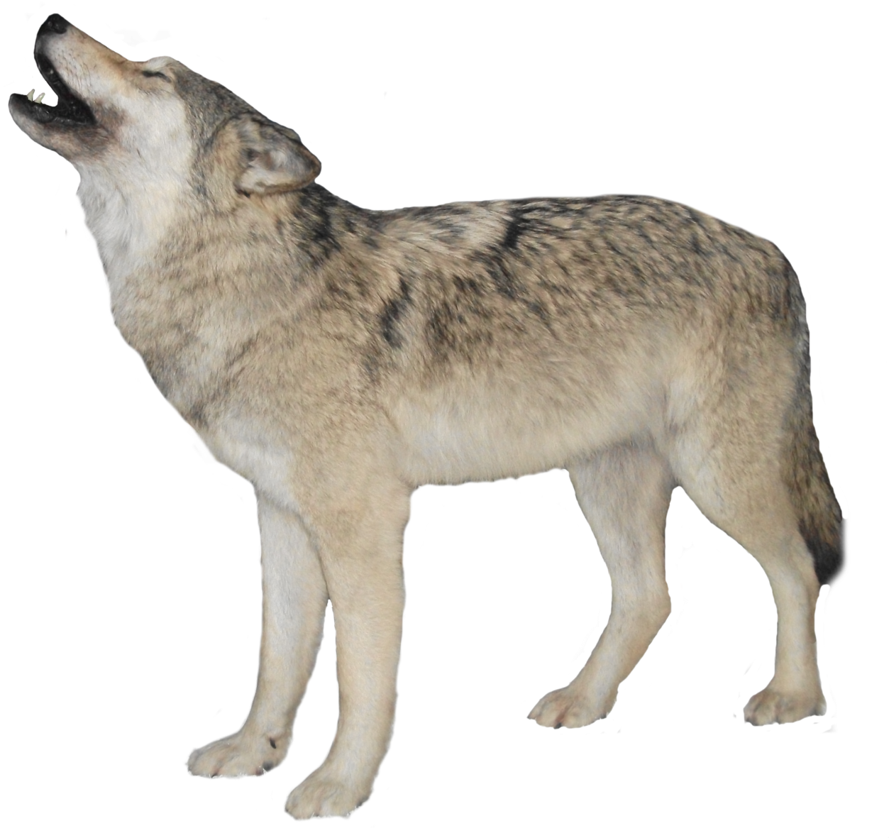 Wolf Png Images Transparent Free Download - Wolf Transparent Background ...