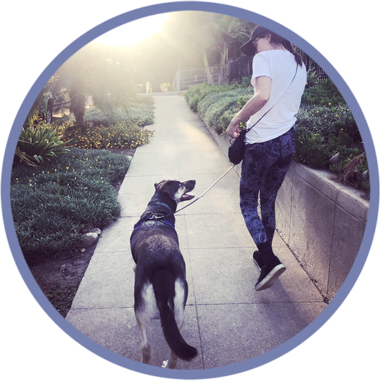 Dog Walking (550x552), Png Download