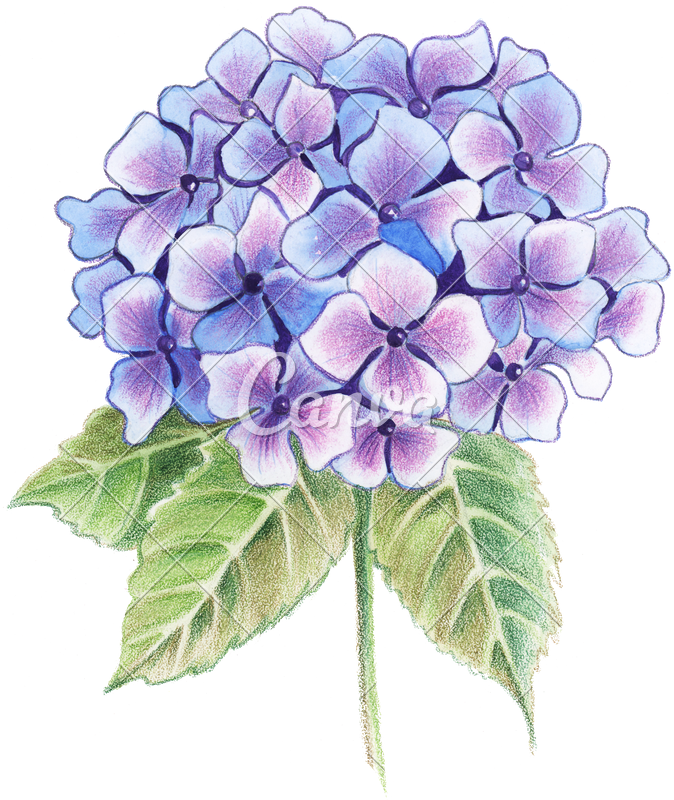 Hydrangea Flowers Watercolor Pencil - Hydrangea Drawing (674x800), Png ...