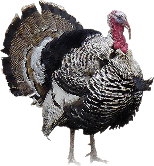 Download Turkey Bird Png Image With Transparent Background - Turkey ...
