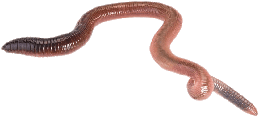 Download - Realistic Worm No Background (900x900), Png Download