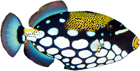Clown Triggerfish - Clown Trigger Png (560x250), Png Download
