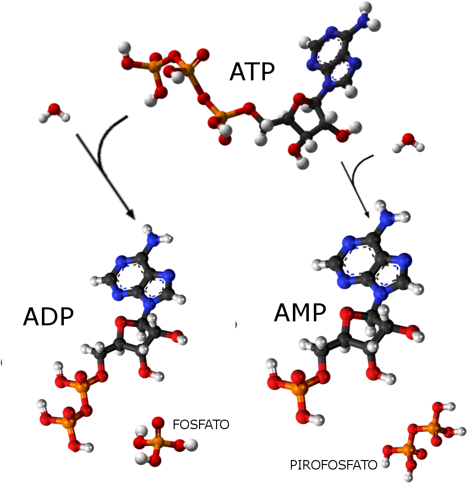 Atp Adp Amp - Atp Amp And Adp (1000x1000), Png Download