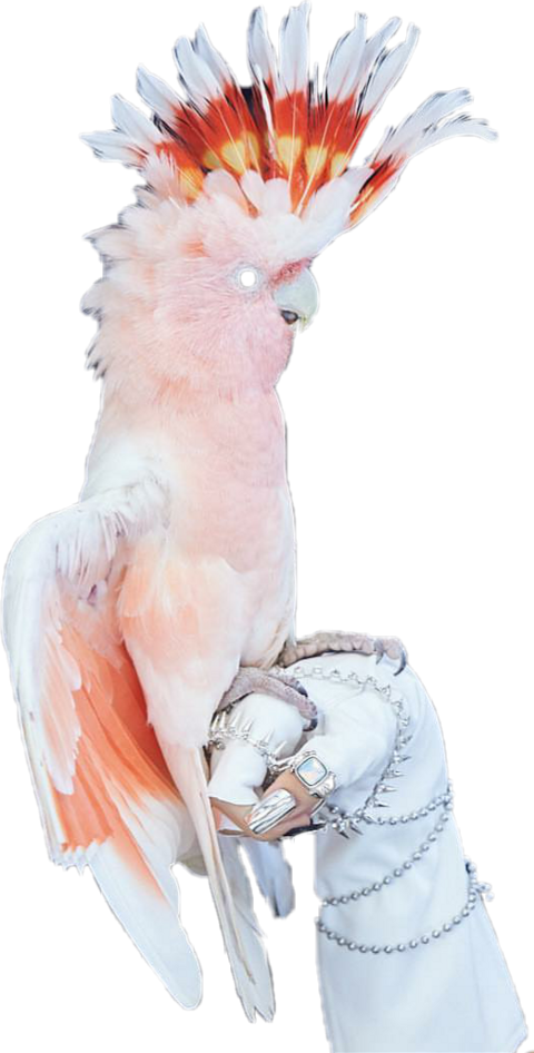 Cockatiel (480x946), Png Download