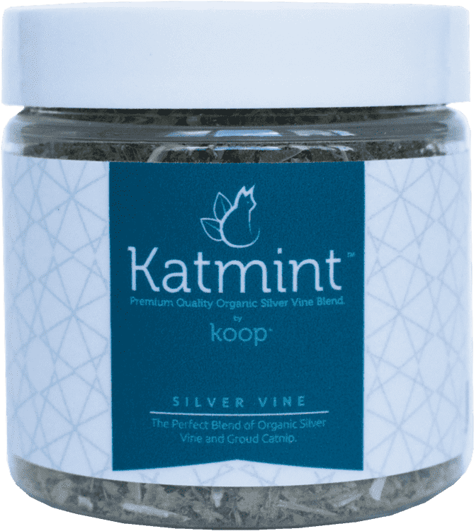 Katmint™ Silver Vine Catnip - Actinidia Polygama (1024x1024), Png Download