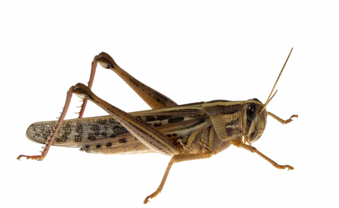 Grasshopper Transparent - Locusts (1170x720), Png Download