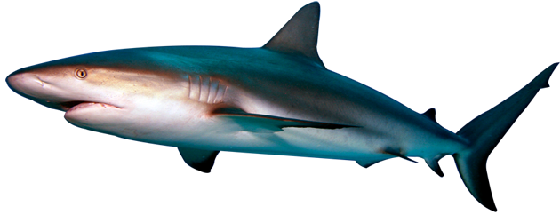 Shark Transparent - Shark Transparent Background (630x242), Png Download