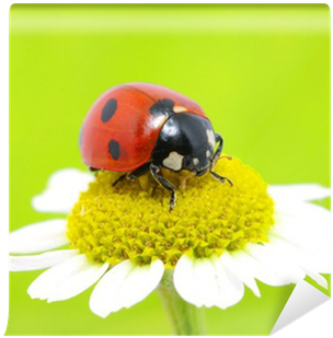 Seven-spot Ladybird (400x400), Png Download