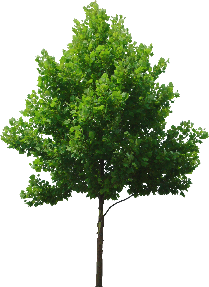 Download Deciduous Tree Cut Out For Rendering Tree Map, 3d Tree ...