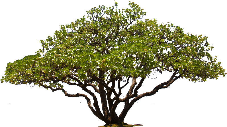 Download Png Cutout Tree - Cut Out Trees Png | Transparent PNG Download ...