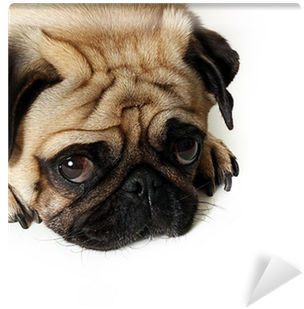 Sad Pug (400x400), Png Download