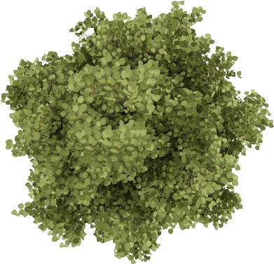 Tree Top View Png - Tree Png Top Free (440x440), Png Download