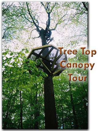 Western Juniper (350x460), Png Download