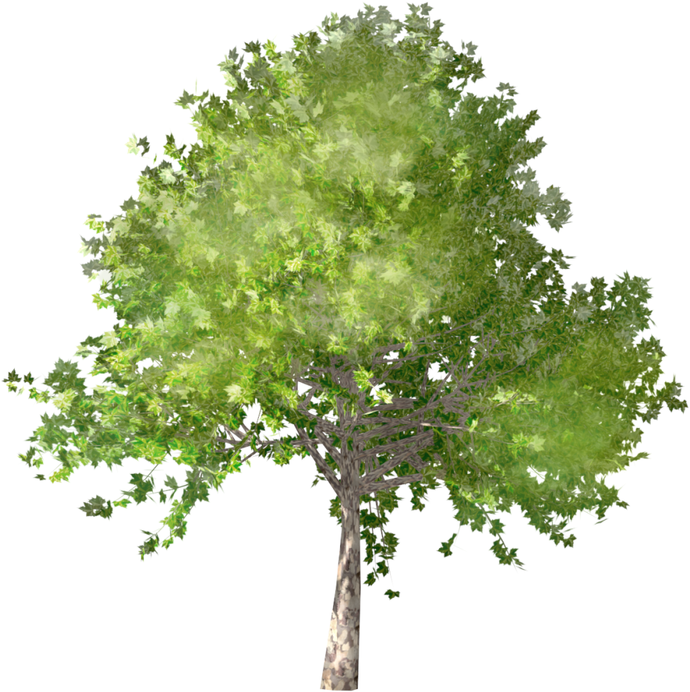 Platane - Tree (1000x1000), Png Download