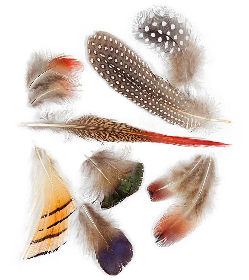Download Bird Feather Png Background Image | Transparent PNG Download ...