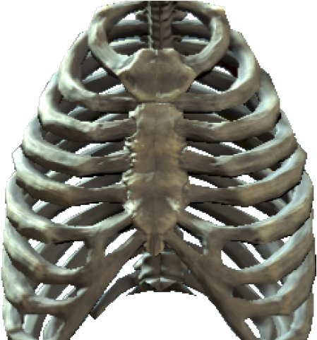 Rib Cage Transparent (640x480), Png Download