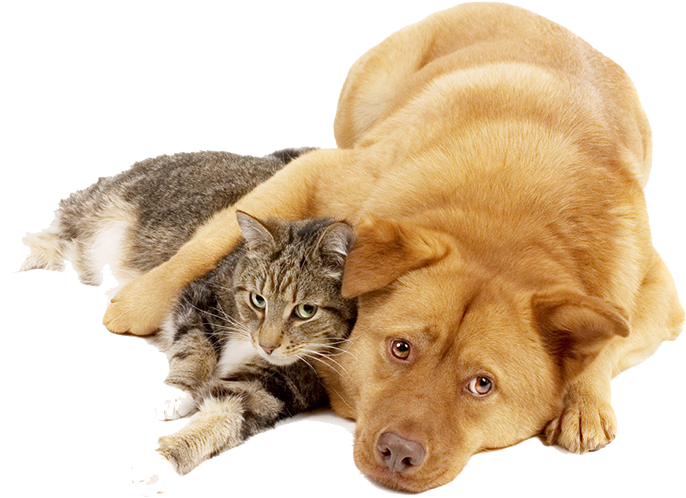Dog And Cat Transparent (689x720), Png Download