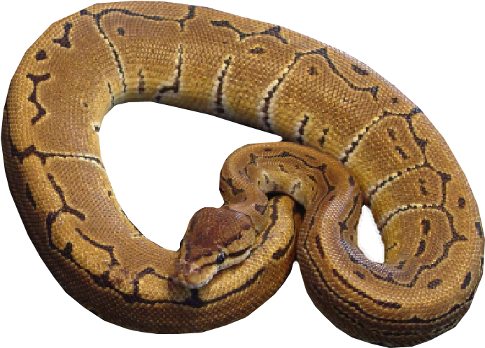 Pinstripe - Snakes (787x600), Png Download