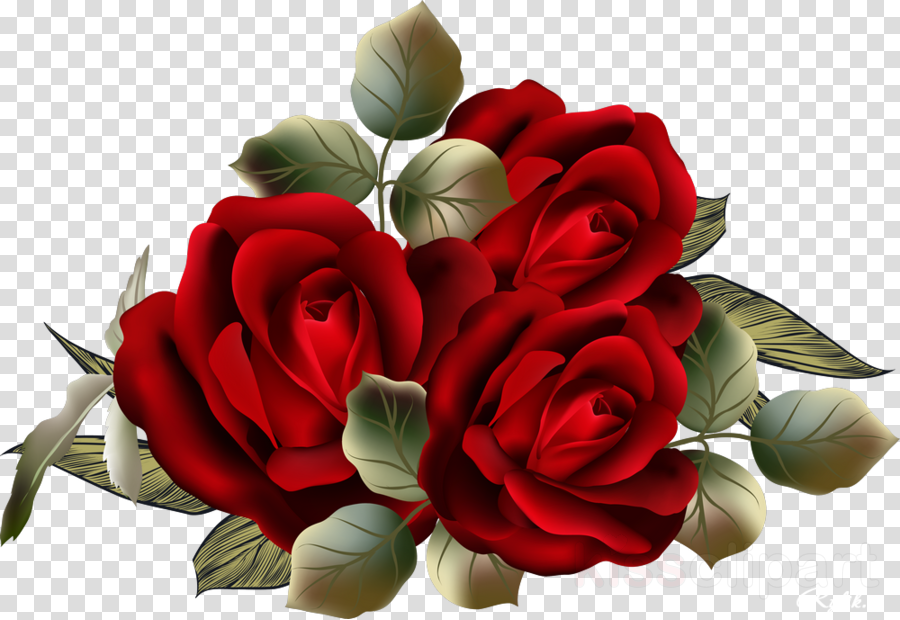 Beautiful Roses Png (900x620), Png Download