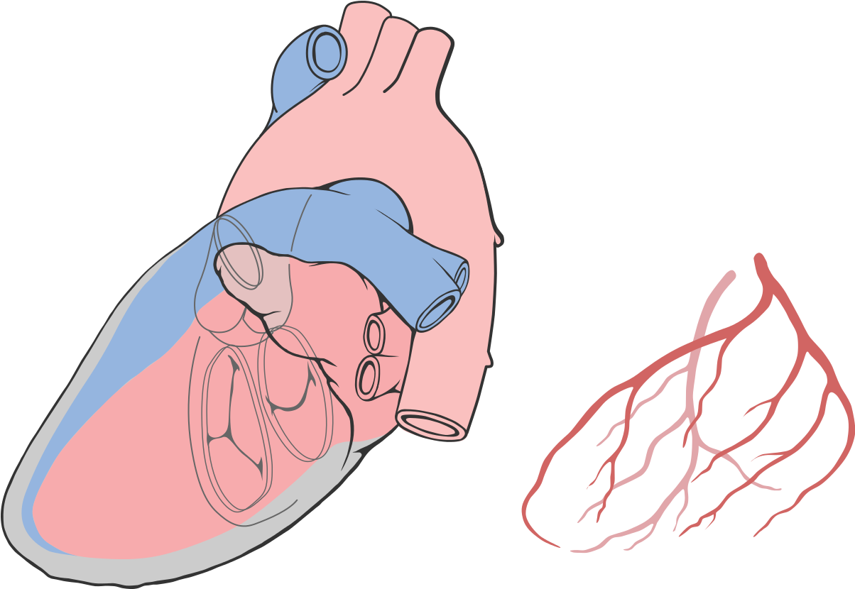 Download Heart Left Lateral Diagrams - Heart Lateral | Transparent PNG ...