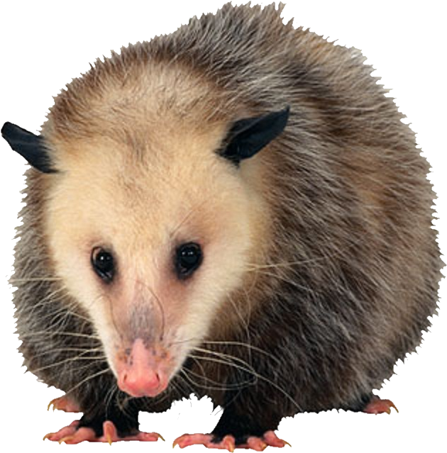 Download Tucker Once Mistook The Possum For His Late Sister - Im Not A ...