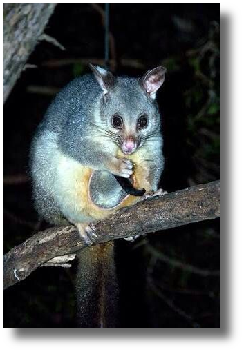 Important - - Possum Pouch Australia (353x510), Png Download