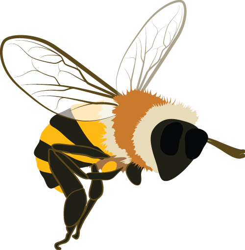 Bee (500x510), Png Download