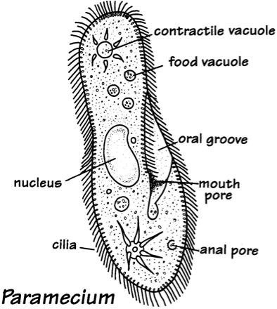 Download Eukaryotic Cells-protist Cell - Kingdom Protista Examples ...