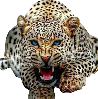 Wild Animals Transparent Background (378x381), Png Download