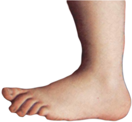 Download Monty Python Foot - Monty Python Foot Png | Transparent PNG ...