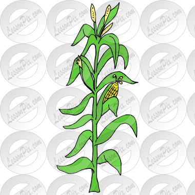 Download Corn Stalk Vector Clipart Illustrations - Clip Art ...