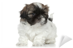 Dog (400x400), Png Download