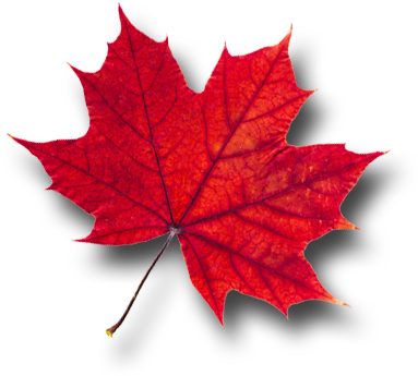 Download Maple Leaf Png Pic - Red Maple Leaf Png | Transparent PNG ...