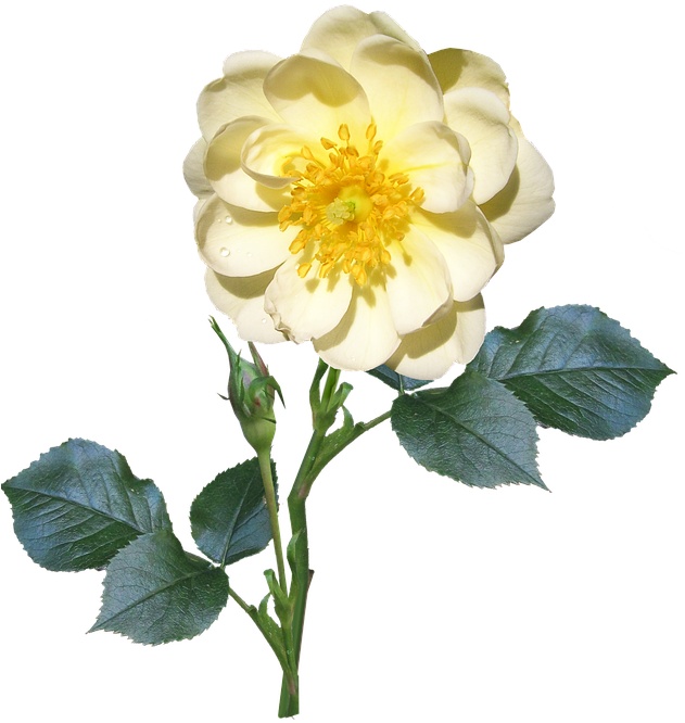 Rose, Stem, Single, White, Flower - Plant Stem (630x720), Png Download
